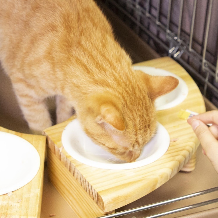 激安の毛玉スッキリ ほぐれるささみ(20g*6コセット) キャットフード・サプリメント | heysuke.sanrio.com